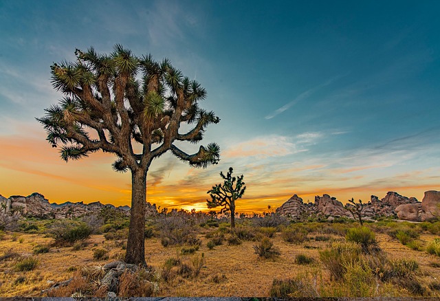 5 day shamanic retreat in Joshua Tree, California, Jan 2026